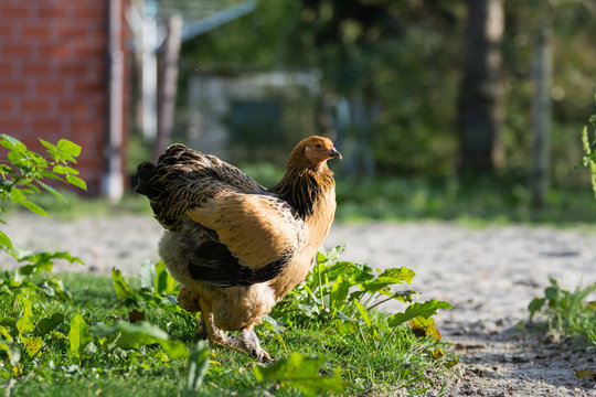 LAS 67 MEJORES IMÁGENES, FOTOS DE ARCHIVO Y VECTORES DE Riesenhuhn ...