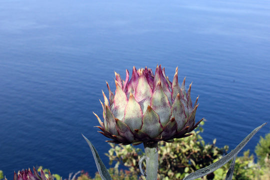 Aculei Bilder – Durchsuchen 428 Archivfotos, Vektorgrafiken und Videos ...