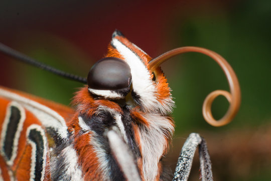 รูปภาพHeterocera – เลือกดูภาพถ่ายสต็อก เวกเตอร์ และวิดีโอ222,500 ...