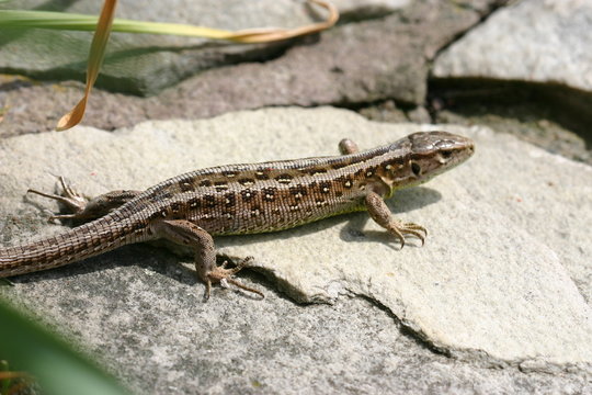 Lacertid bilder – Bläddra bland 24,675 stockfoton, vektorer och videor ...