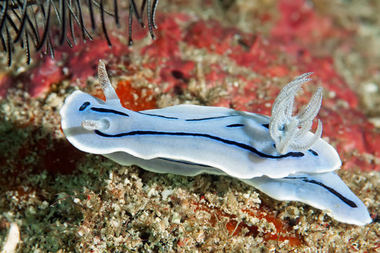 Phyllidiidae Images – Browse 59 Stock Photos, Vectors, and Video ...