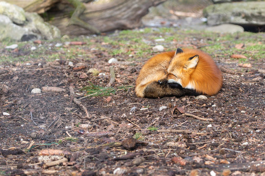 343 BESTE Leisefuchs BILDER, STOCK-FOTOS & -VEKTORGRAFIKEN | Adobe Stock