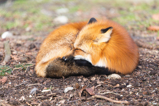 343 BESTE Leisefuchs BILDER, STOCK-FOTOS & -VEKTORGRAFIKEN | Adobe Stock