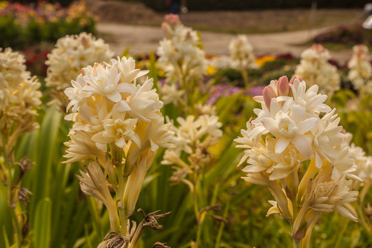 Rajnigandha Flower Hd Pic | Best Flower Site
