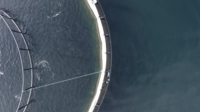 "Cod Fish" Bilder – Durchsuchen 2,906 Archivfotos, Vektorgrafiken und ...