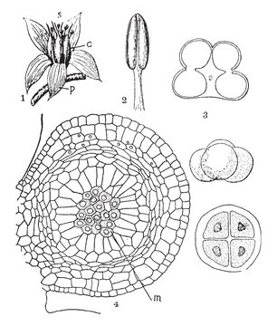 รูปภาพSynangium – เลือกดูภาพถ่ายสต็อก เวกเตอร์ และวิดีโอ3,248 | Adobe Stock