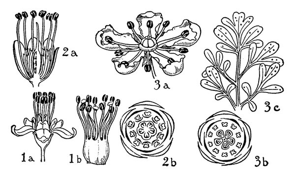 รูปภาพZygophyllaceae – เลือกดูภาพถ่ายสต็อก เวกเตอร์ และวิดีโอ147 ...