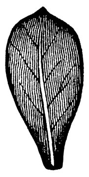 「Spathulate」の写真素材 | 17件の無料イラスト画像 | Adobe Stock