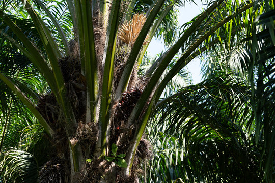 African Oil Palm Tree
