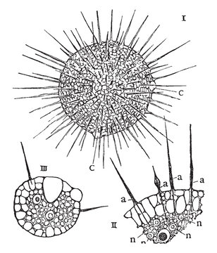 Endoplast Images – Browse 2 Stock Photos, Vectors, and Video | Adobe Stock