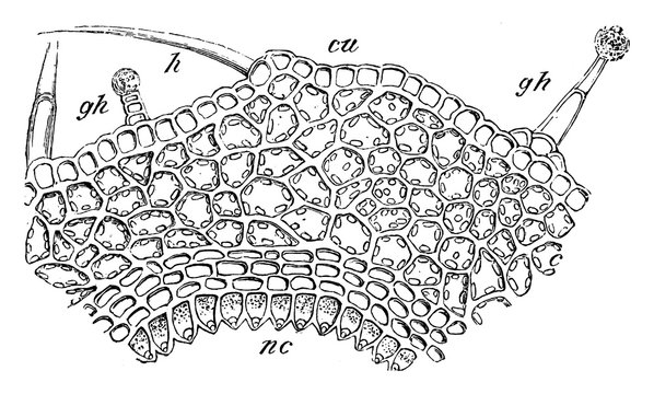 Rotzen-Bilder: Stock-Fotos & -Videos. | Adobe Stock