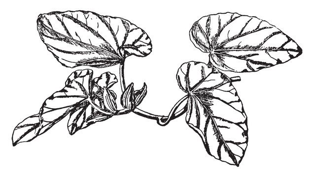 Begonia Leaves Drawing
