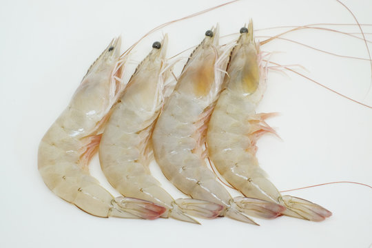 Vannamei 이미지 – 찾아보기 646 스톡 사진, 벡터 및 비디오 | Adobe Stock