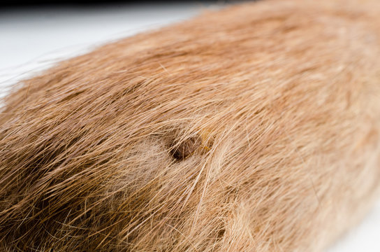 Lederzecke Bilder – Durchsuchen 1,142 Archivfotos, Vektorgrafiken und ...