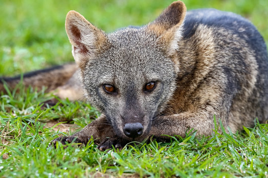 Maikong Bilder – Durchsuchen 800 Archivfotos, Vektorgrafiken und Videos ...