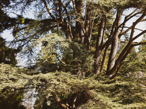 "Atlas Cedar" Images – Browse 1,543 Stock Photos, Vectors, and Video ...