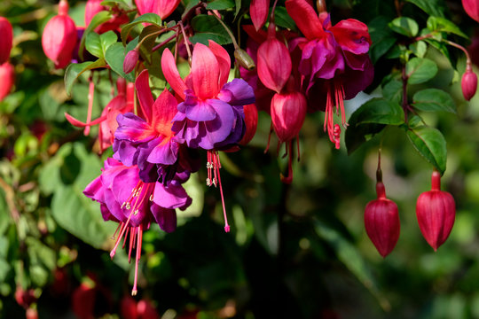 「Fuchsien」の写真素材 | 381件の無料イラスト画像 | Adobe Stock