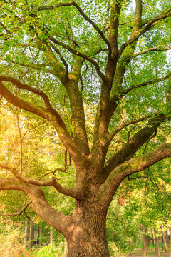 รูปภาพCamphor – เลือกดูภาพถ่ายสต็อก เวกเตอร์ และวิดีโอ7,933 | Adobe Stock