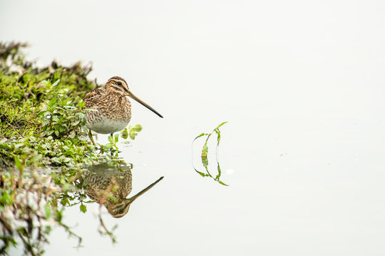 Beccaccino Imagens – Procure 255 fotos, vetores e vídeos | Adobe Stock