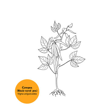Cowpea Plant Diagram
