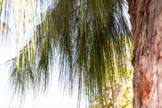 280 IMAGES, PHOTOS ET ILLUSTRATIONS VECTORIELLES STOCK APPROPRIÉES SUR ...