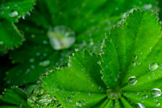 Lotuseffekt Bilder – Durchsuchen 4,659 Archivfotos, Vektorgrafiken und ...