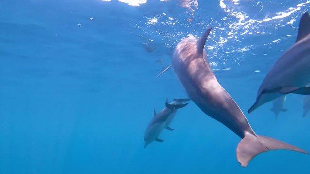 Hawaiian Spinner Dolphins"」の写真素材 | 352件の無料イラスト画像 | Adobe Stock