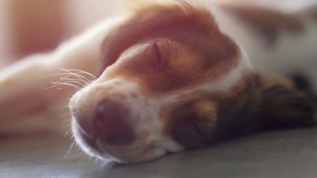 Somnoler Imagens – Procure 127 fotos, vetores e vídeos | Adobe Stock