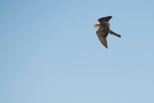 Merlin In Flight