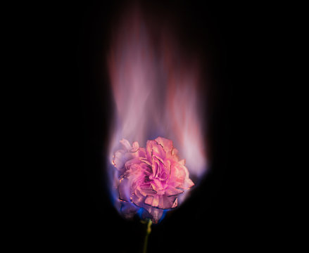 "Flowers In Fire" 影像 – 瀏覽 38 個素材庫相片、向量圖和影片 | Adobe Stock