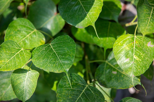 รูปภาพBothi – เลือกดูภาพถ่ายสต็อก เวกเตอร์ และวิดีโอ214 | Adobe Stock