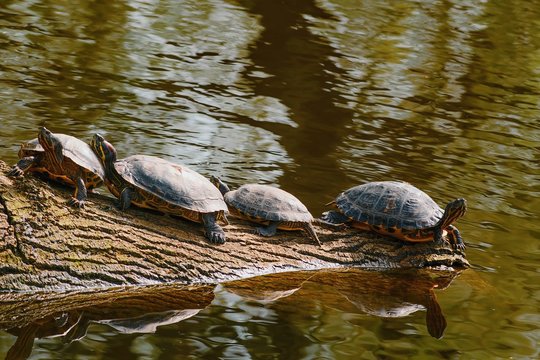 Natatorial Bilder – Durchsuchen 1,614 Archivfotos, Vektorgrafiken und ...