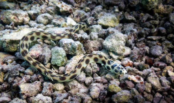 Seeaal Images – Browse 91 Stock Photos, Vectors, and Video | Adobe Stock