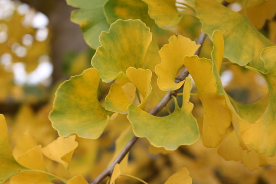 รูปภาพGinkgoales – เลือกดูภาพถ่ายสต็อก เวกเตอร์ และวิดีโอ486 | Adobe Stock