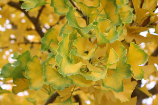 Ginkgoopsida Images – Browse 62 Stock Photos, Vectors, and Video ...