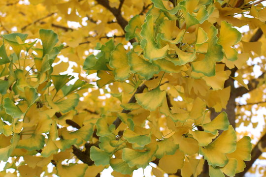 Ginkgoopsida Images – Browse 62 Stock Photos, Vectors, and Video ...