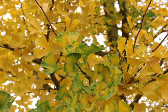 Ginkgoopsida Images – Browse 62 Stock Photos, Vectors, and Video ...