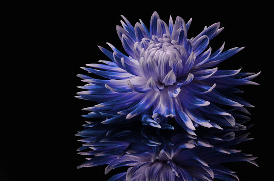 รูปภาพdhalia เลือกดูภาพถ่ายสต็อก เวกเตอร์ และวิดีโอ793 Adobe Stock