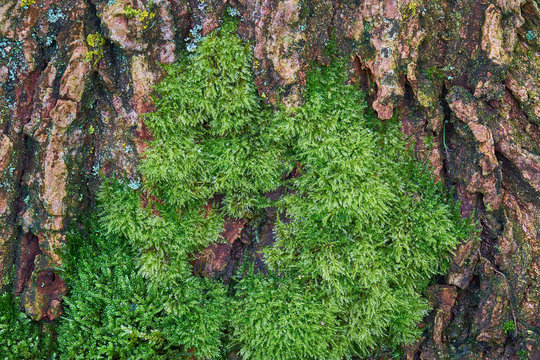 LAS 119 MEJORES IMÁGENES, FOTOS DE ARCHIVO Y VECTORES DE Baummoos ...