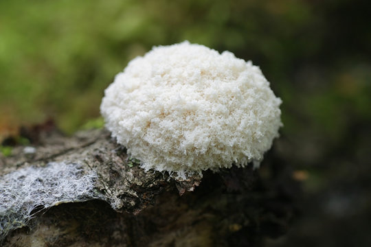 Aethalium Images – Browse 51 Stock Photos, Vectors, and Video | Adobe Stock