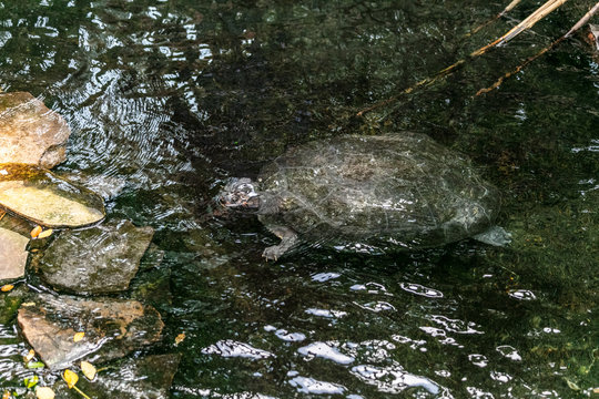 Tutle Images – Browse 60 Stock Photos, Vectors, and Video | Adobe Stock