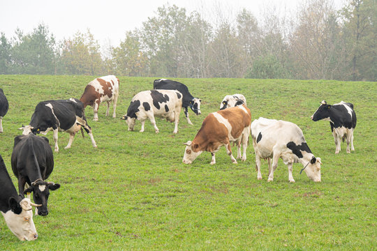 2,126,363 BEST Grazing IMAGES, STOCK PHOTOS & VECTORS | Adobe Stock