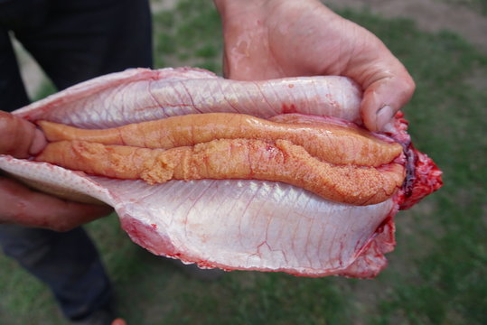 Fish Intestines