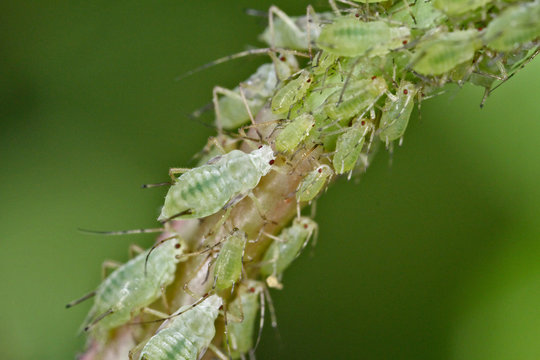 Puceron Images – Browse 378 Stock Photos, Vectors, and Video | Adobe Stock