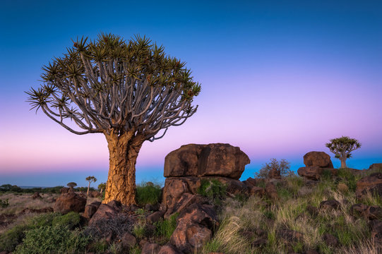 "Quiver Tree" Images – Browse 4,485 Stock Photos, Vectors, and Video ...