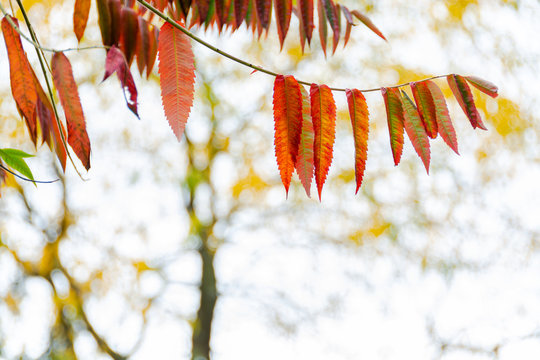 "Uncluttered Background" Images – Browse 953 Stock Photos, Vectors, and ...