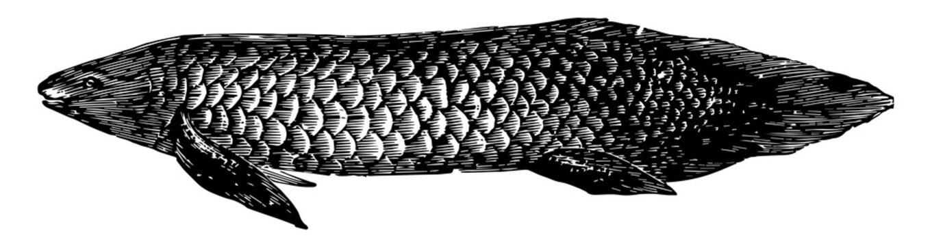 รูปภาพDipnoi – เลือกดูภาพถ่ายสต็อก เวกเตอร์ และวิดีโอ379 | Adobe Stock