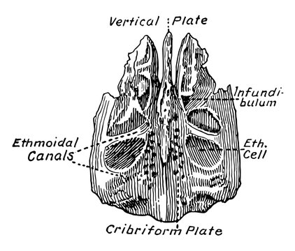 Ethmoid Bone Labeled