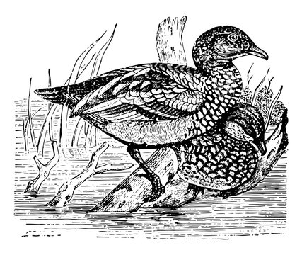 「Bernicle」の写真素材 | 8件の無料イラスト画像 | Adobe Stock