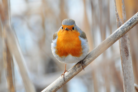 Ukraine National Bird